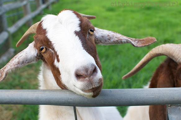 Food for Thought- the ethics of rather a lot | cityhippyfarmgirl